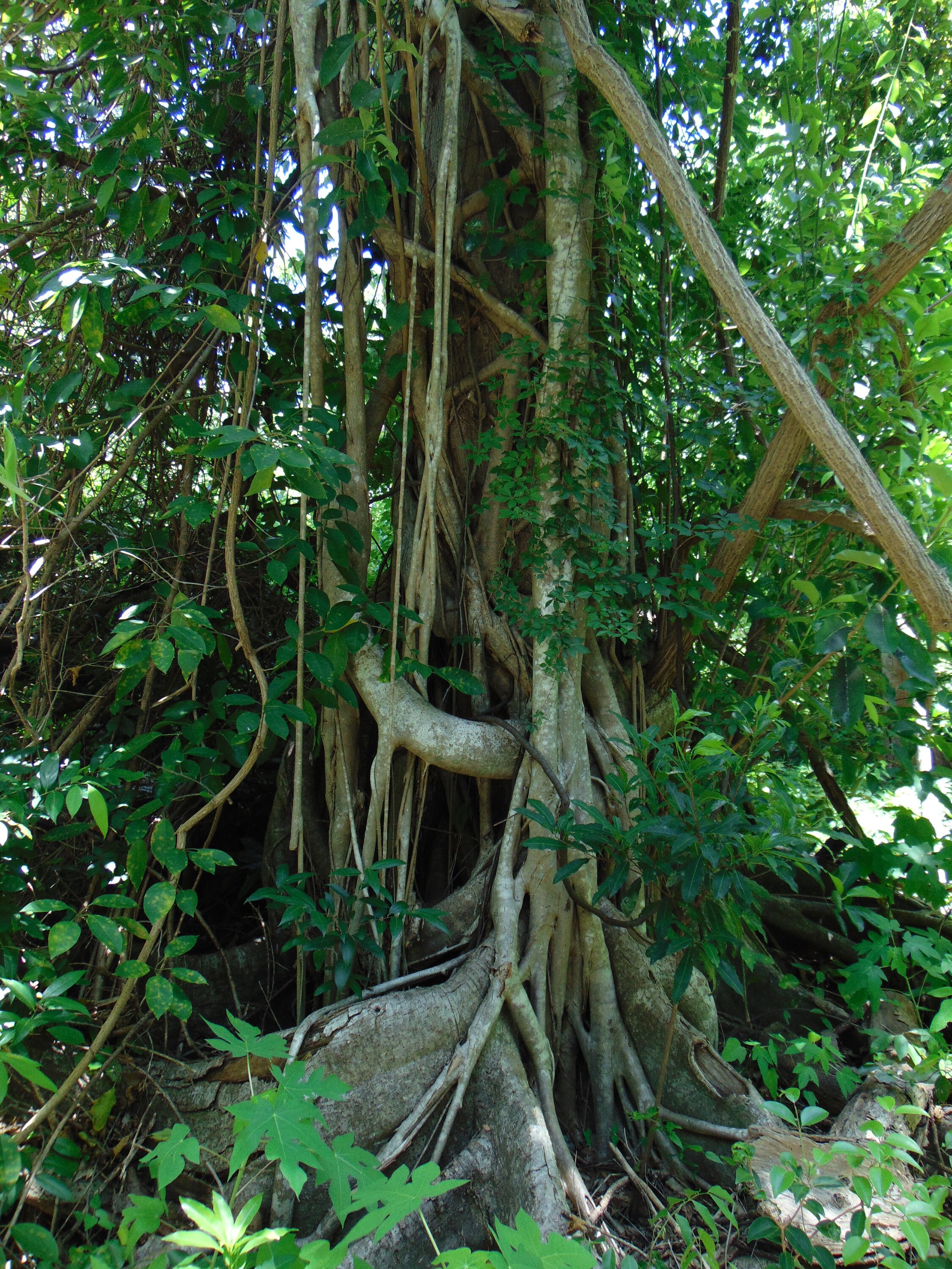 Strangler Fig Ficus Aurea 20 Seeds - Etsy Hong Kong
