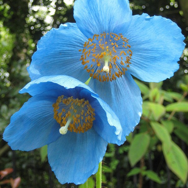 Himalayan Blue Poppy - Etsy