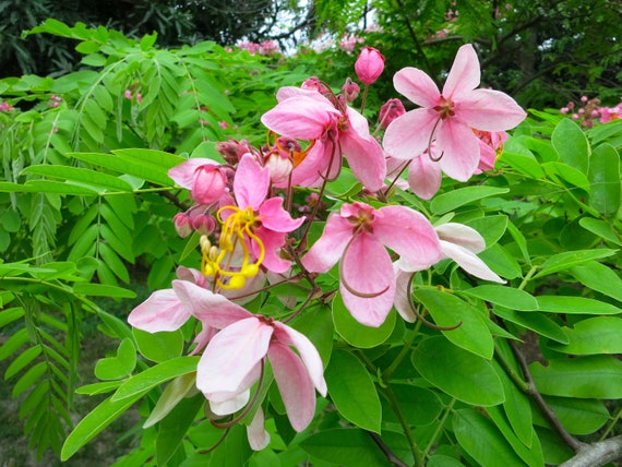 Pink Cassia Tree