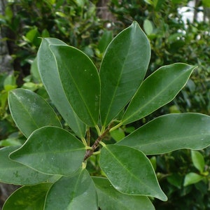 West Indian Laurel Fig Ficus Americana 500 Seeds - Etsy