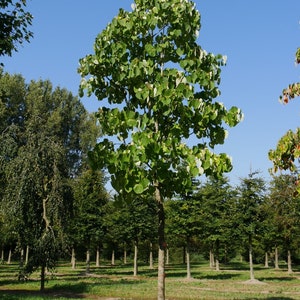Igiri Tree 100 Seeds Idesia Polycarpa - Etsy