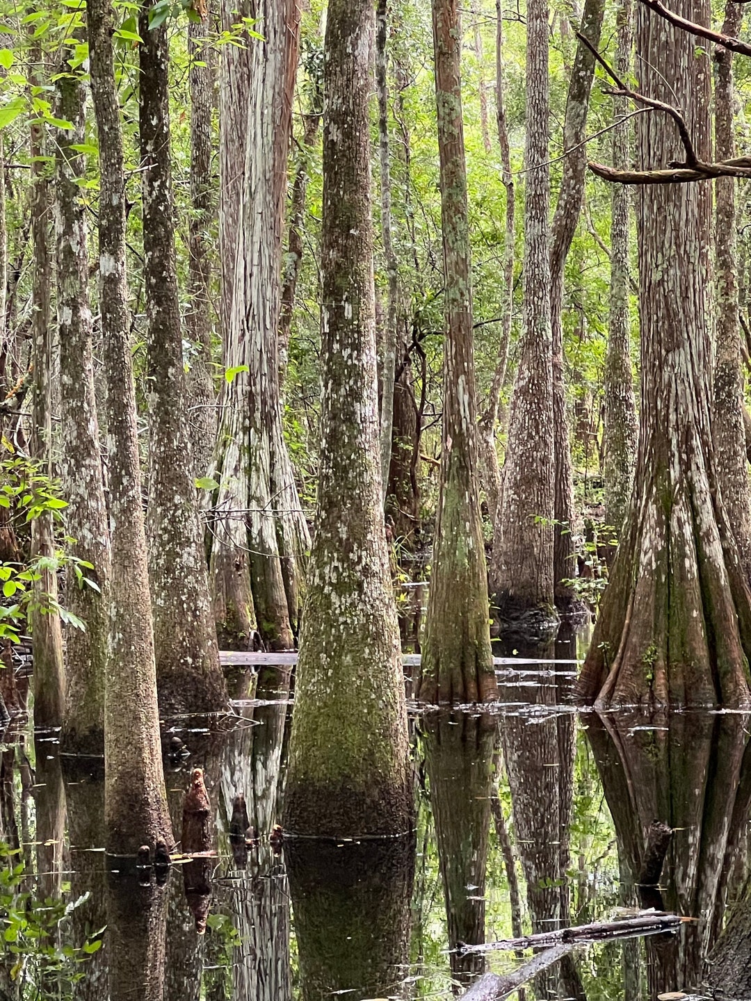 Water Tupelo Nyssa Aquatica 20 Seeds USA Company - Etsy