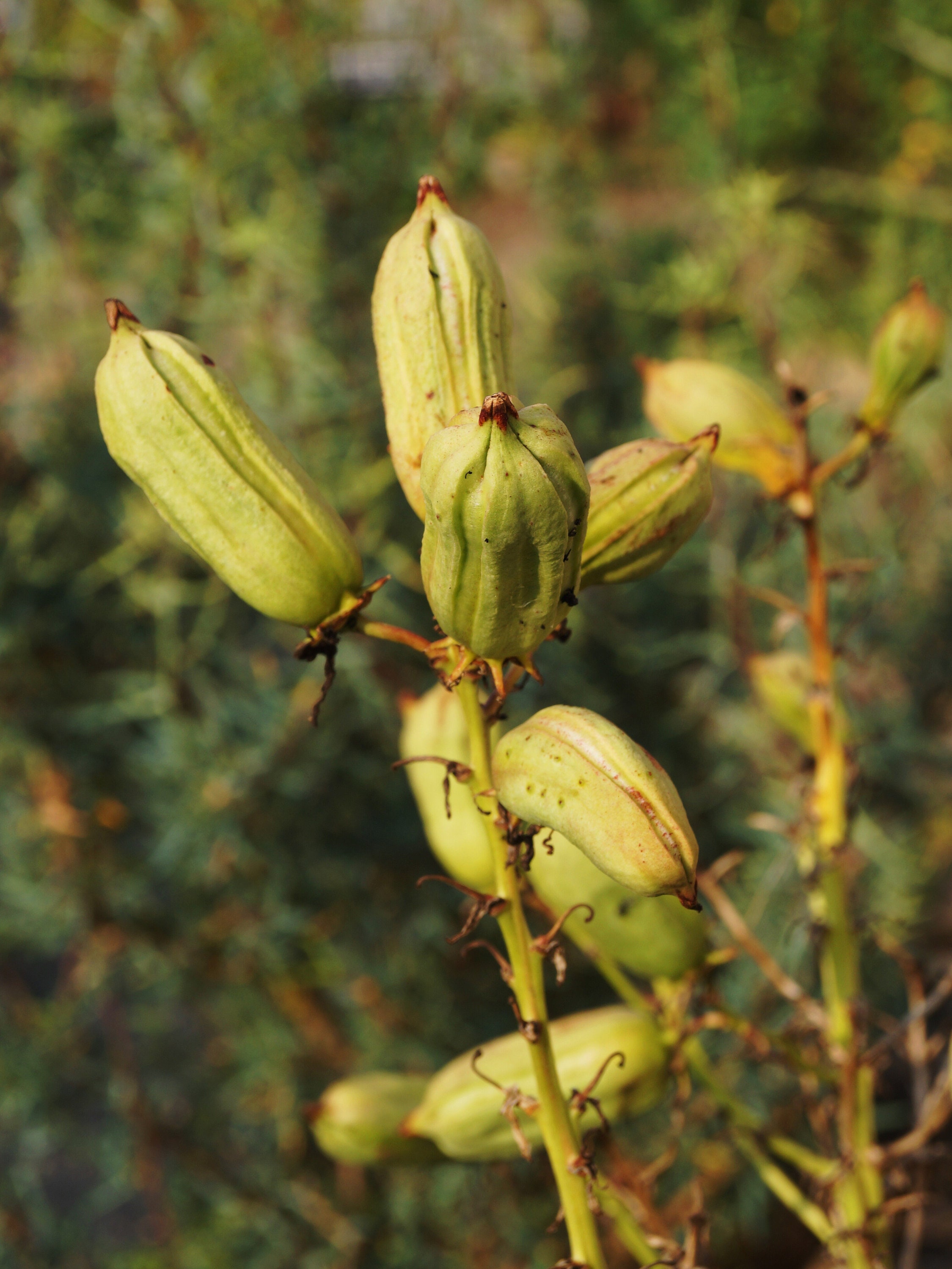 Soapweed Yucca Great Plains Yucca Yucca Glauca 10 Seeds free - Etsy