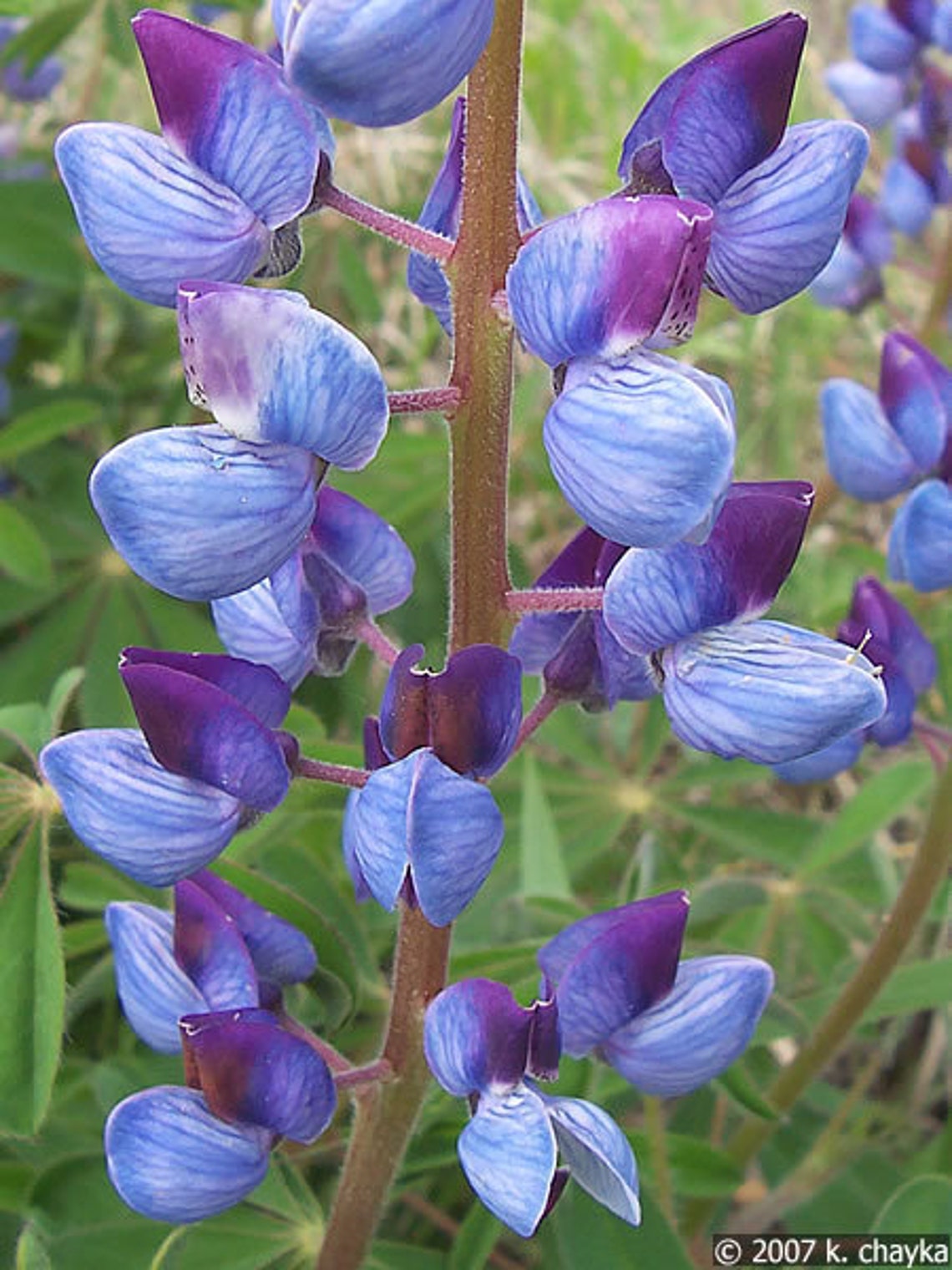 Wild Lupine Sundial Lupine Lupinus perennis 20 Seeds | Etsy