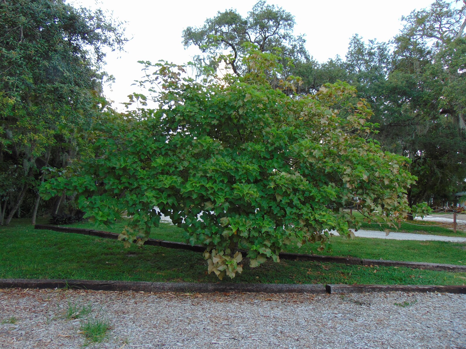 Physic Nut Barbados Nut Jatropha Curcas 10 Seeds free US | Etsy