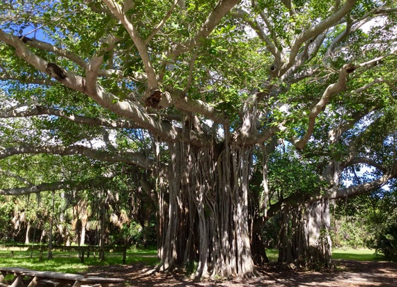Strangler Fig Flower