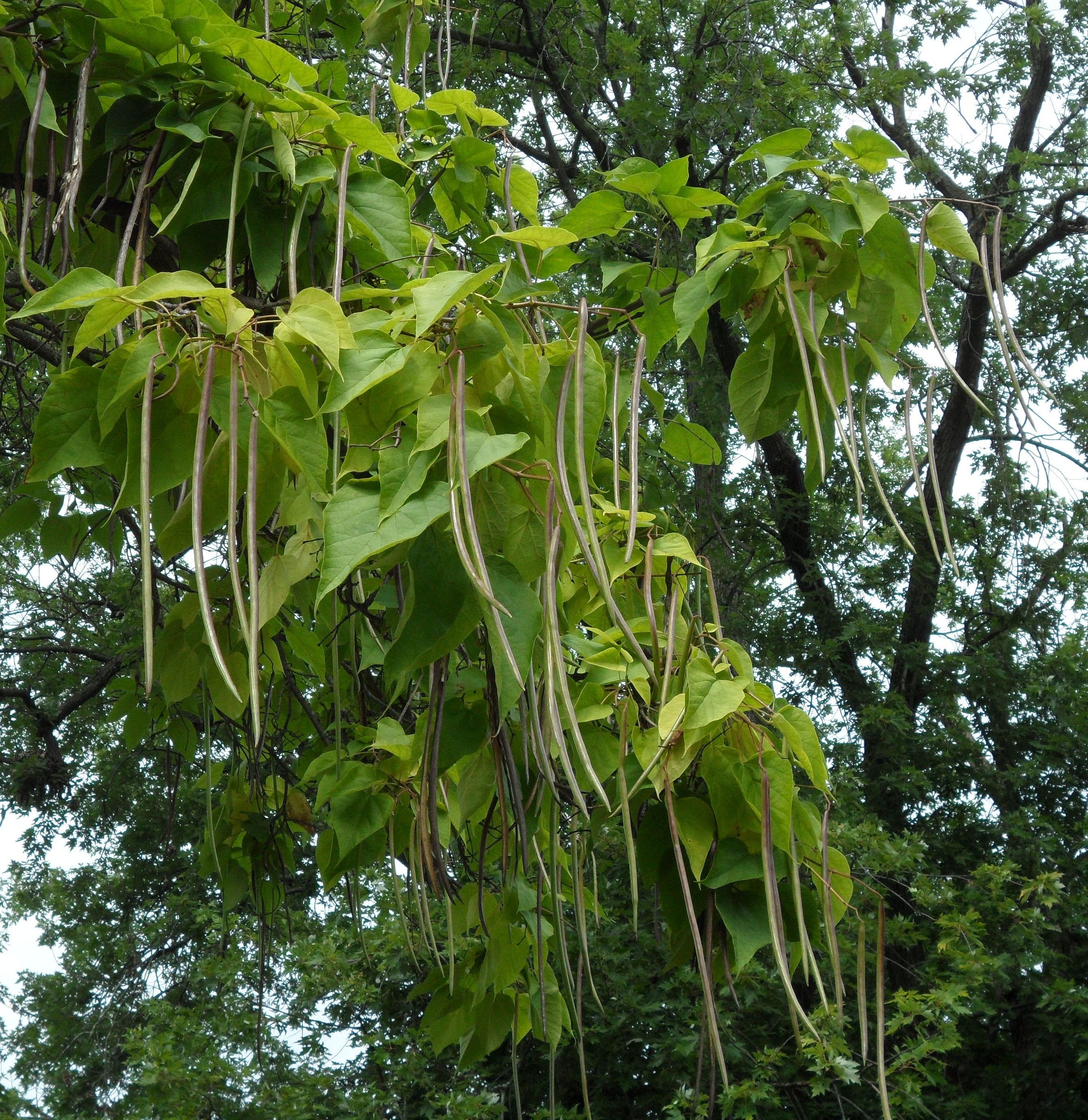 Northern Catalpa Catalpa Speciosa 20 Seeds - Etsy