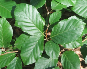 Seeds for Planting, Fagus Sylvatica Seeds, European Beech,~ Bulk ...