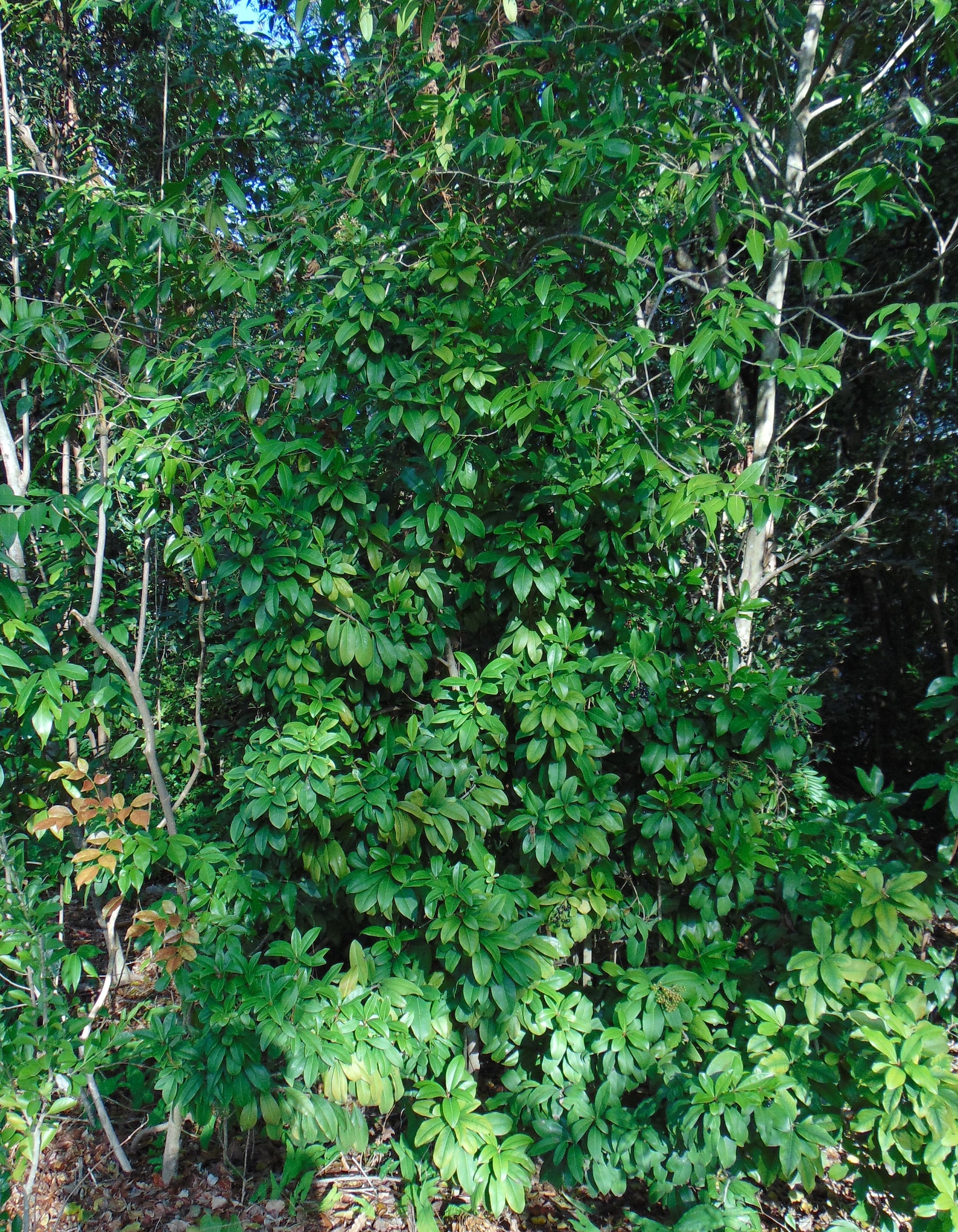 Marlberry Ardisia Escallonioides 20 Seeds - Etsy