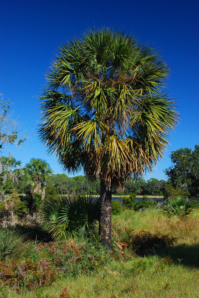 Sabal Palm Cabbage Palm Sabal Palmetto 100 Seeds - Etsy