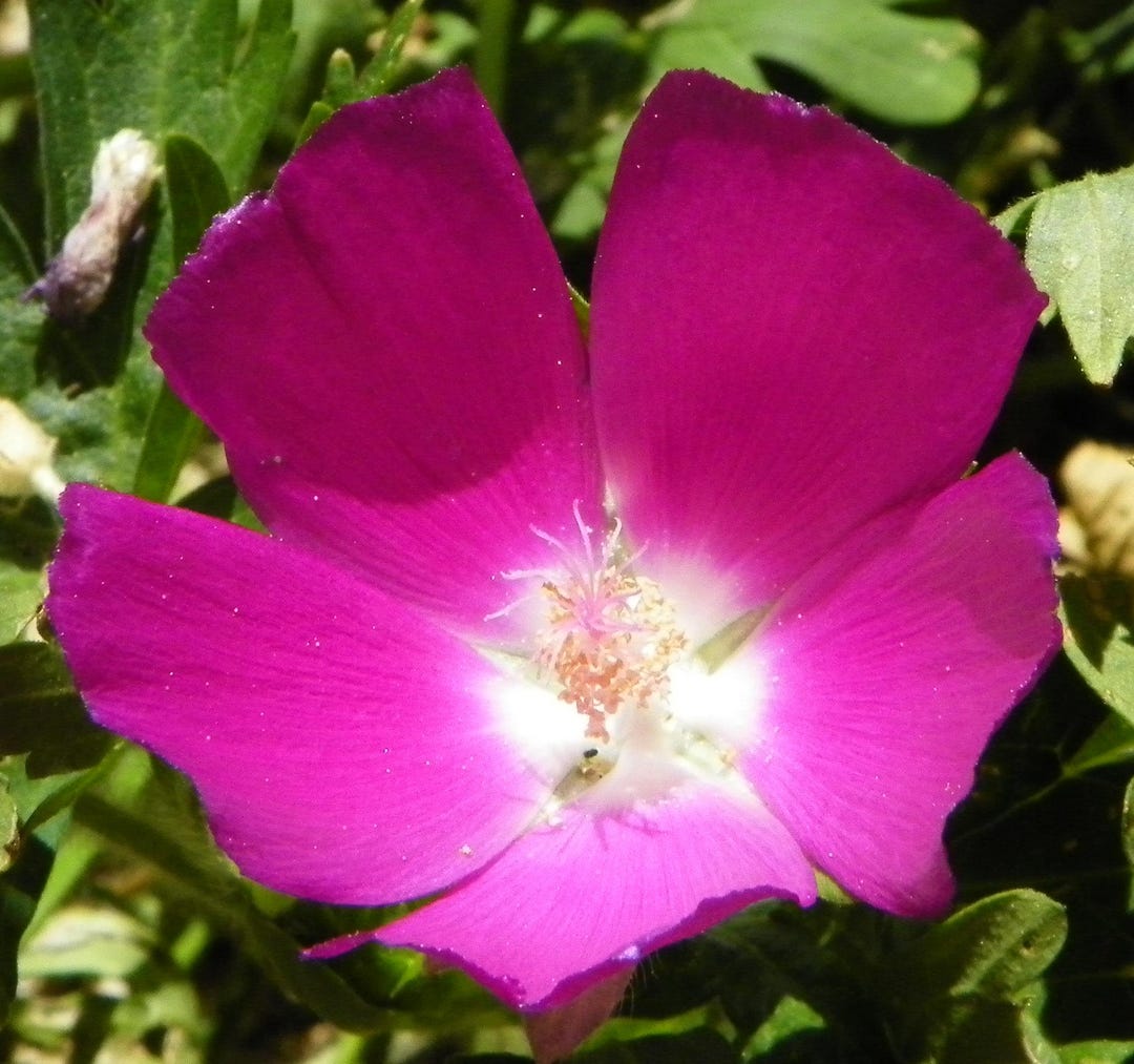 Purple Poppy Mallow 10 Seeds Callirhoe Involucrata - Etsy