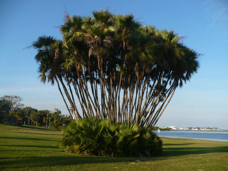 Paurotis Palm Everglades Palm Acoelorrhaphe wrightii 10 | Etsy