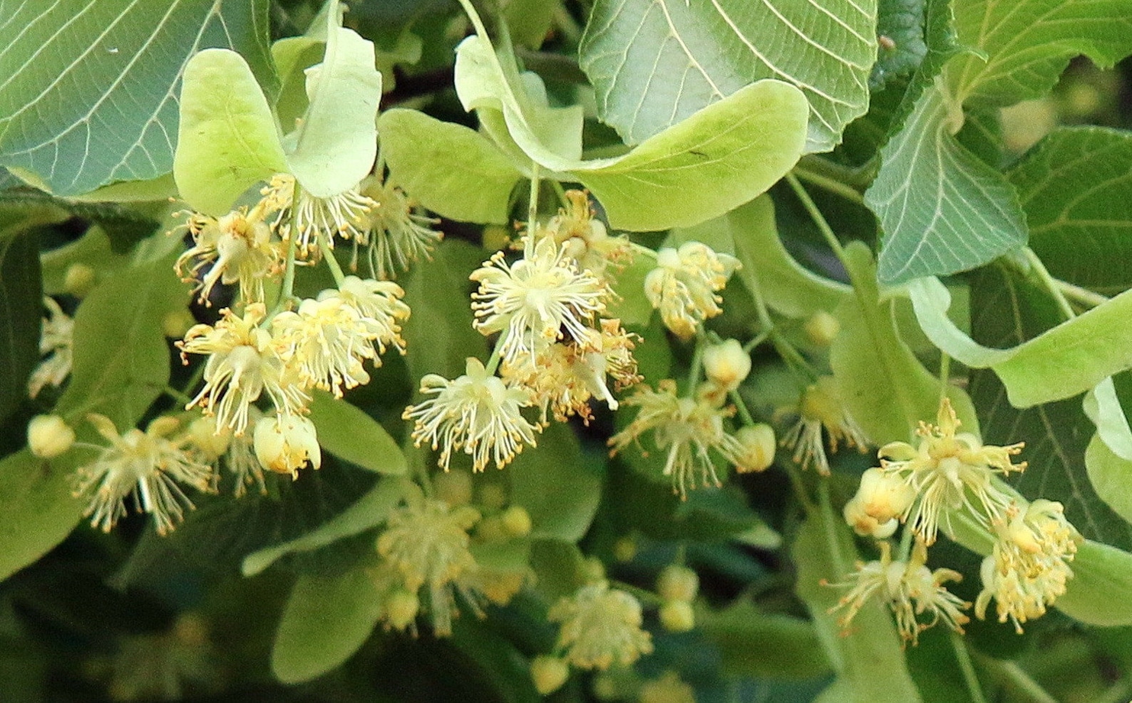 Silver Linden Silver Lime Tilia Tomentosa 20 Seeds - Etsy