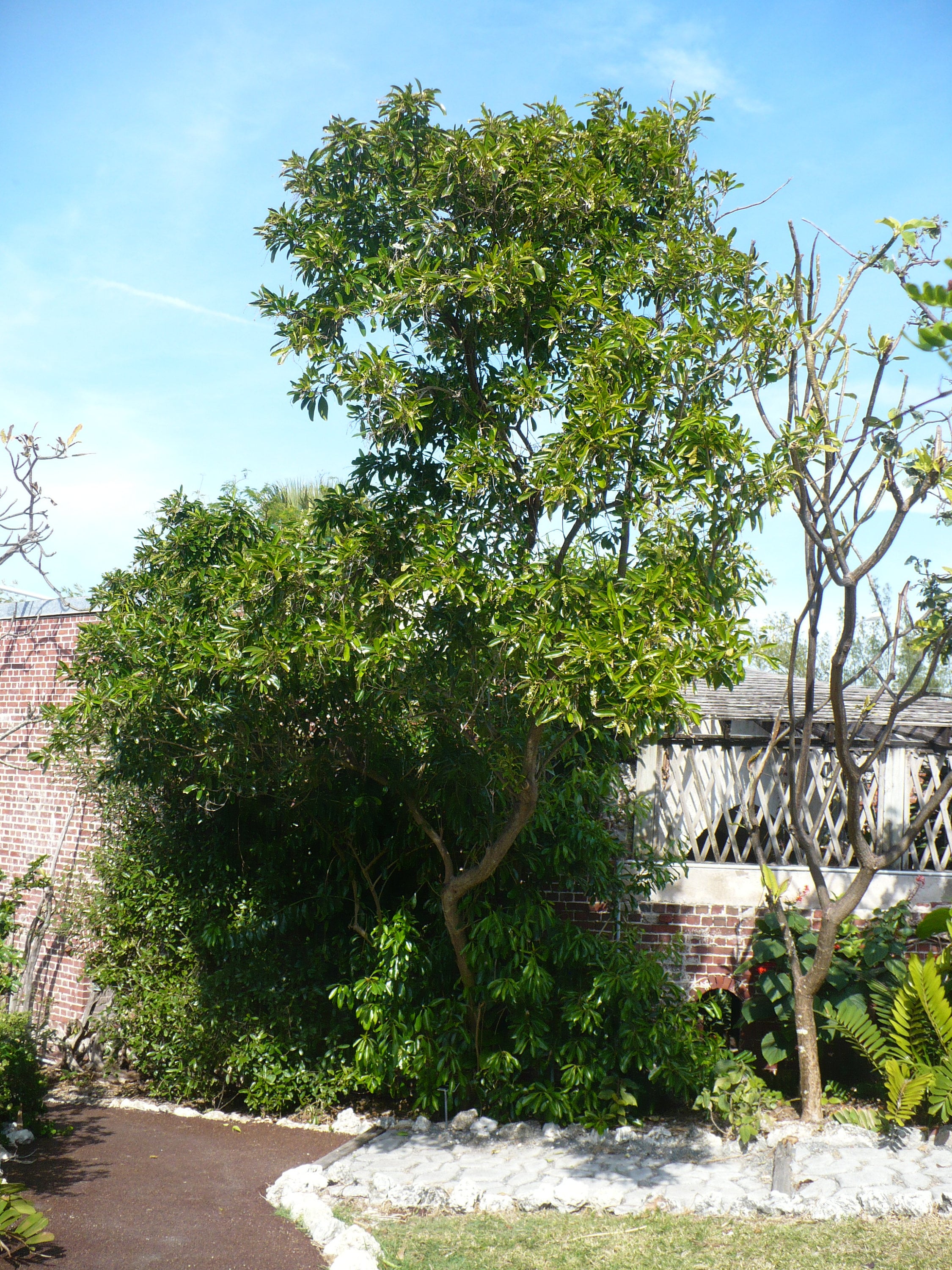 Florida Fiddlewood Citharexylum Fruticosum 20 Seeds - Etsy