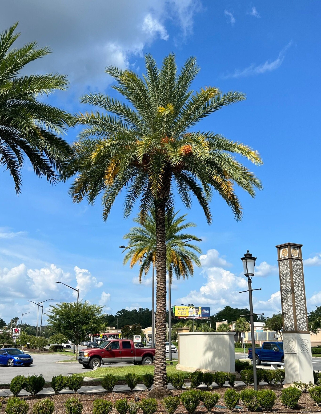 Silver Date Palm Phoenix Sylvestris 100 Seeds - Etsy
