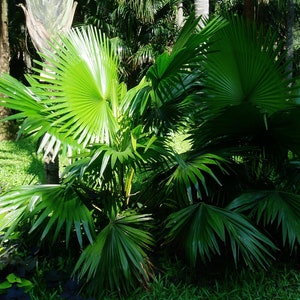 Footstool Palm Saribus Rotundifolius 10 Seeds - Etsy