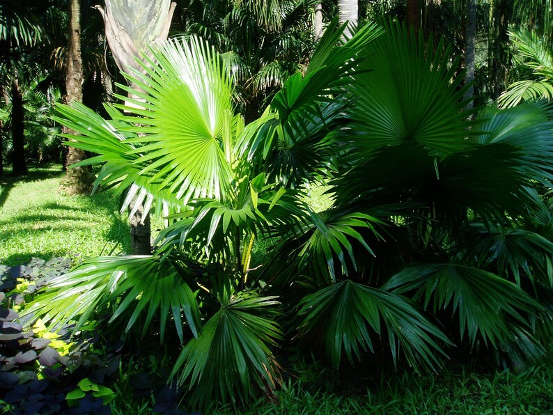 Footstool Palm Saribus Rotundifolius 10 Seeds - Etsy
