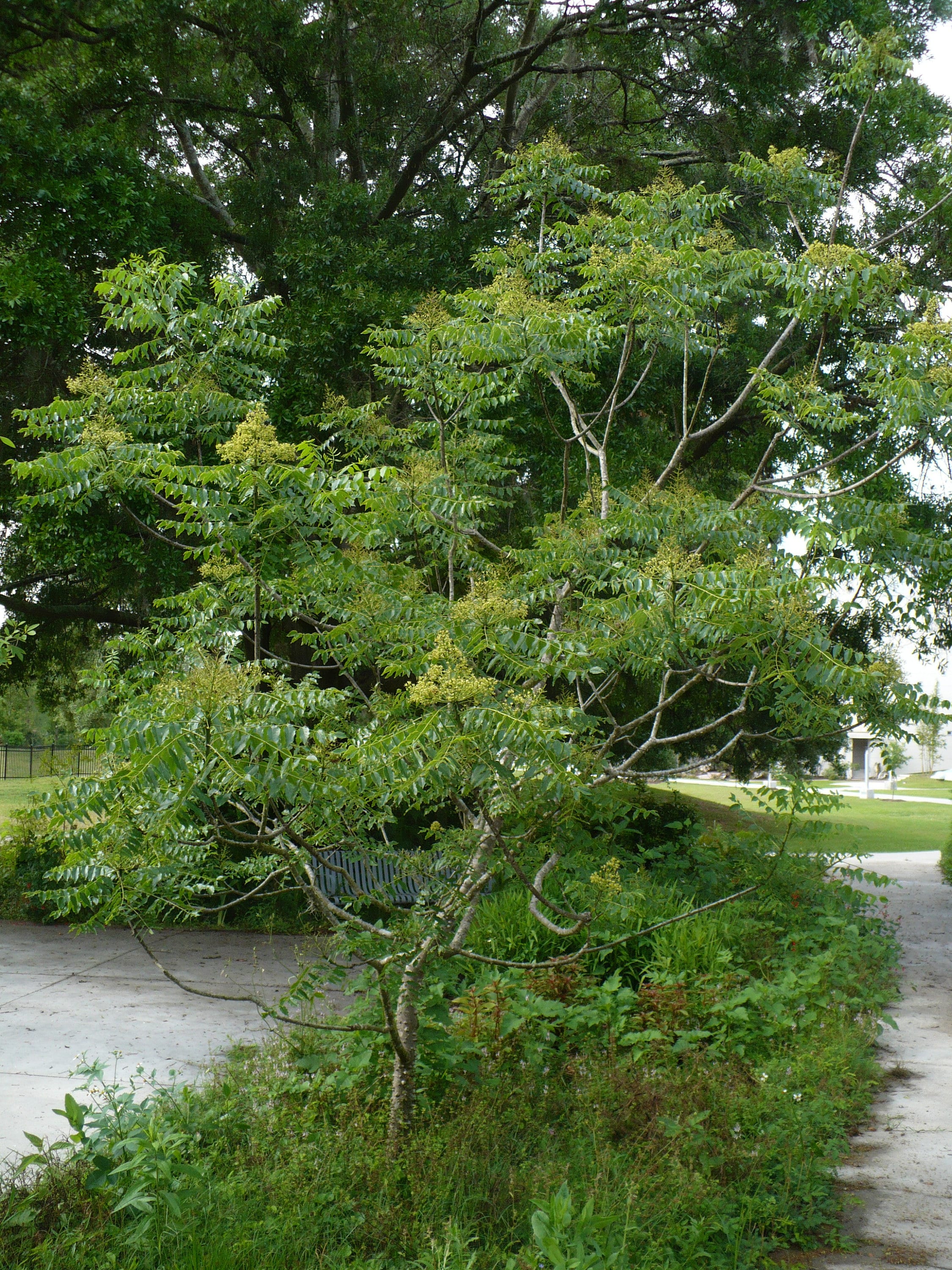 Hercules' Club Zanthoxylum Clava-herculis Organic 10 Seeds - Etsy