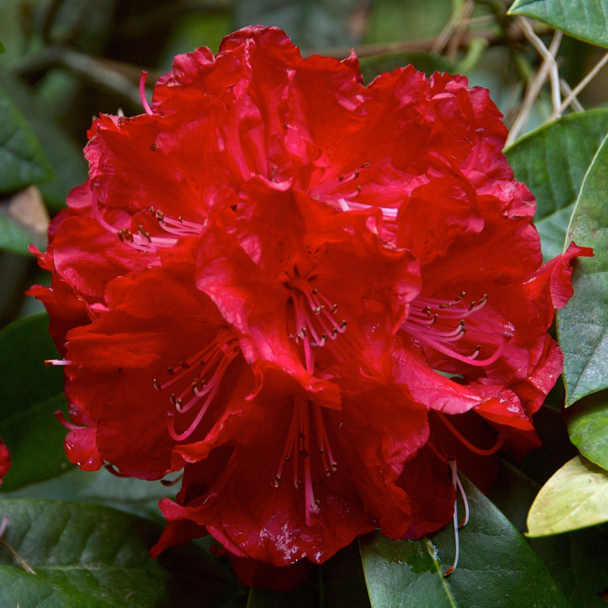Tree Rhododendron Rhododendron Arboreum 20 Seeds - Etsy