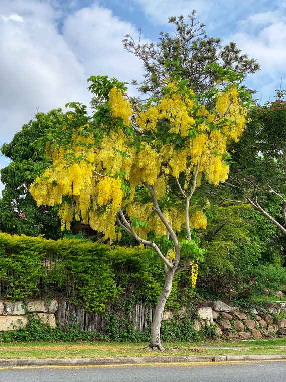 Cassia Tree