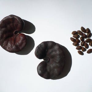 Monkey Earpod Tree Enterolobium Contortisiliquum 20 Seeds - Etsy