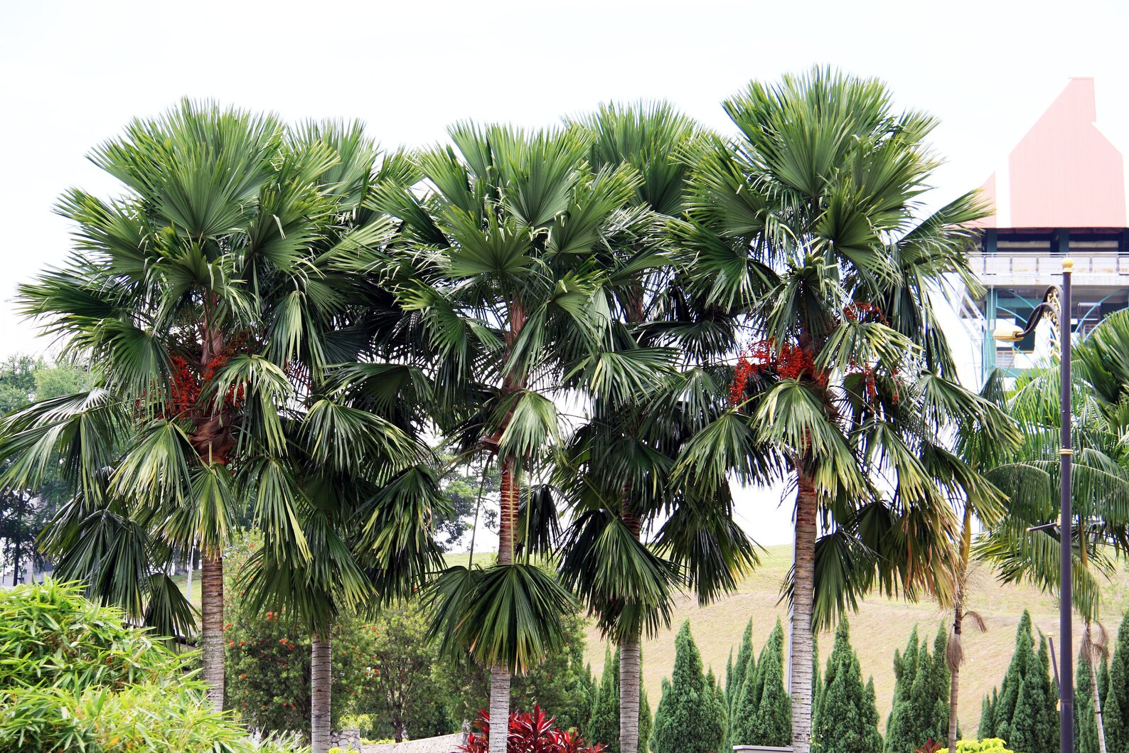Footstool Palm Saribus Rotundifolius 10 Seeds - Etsy