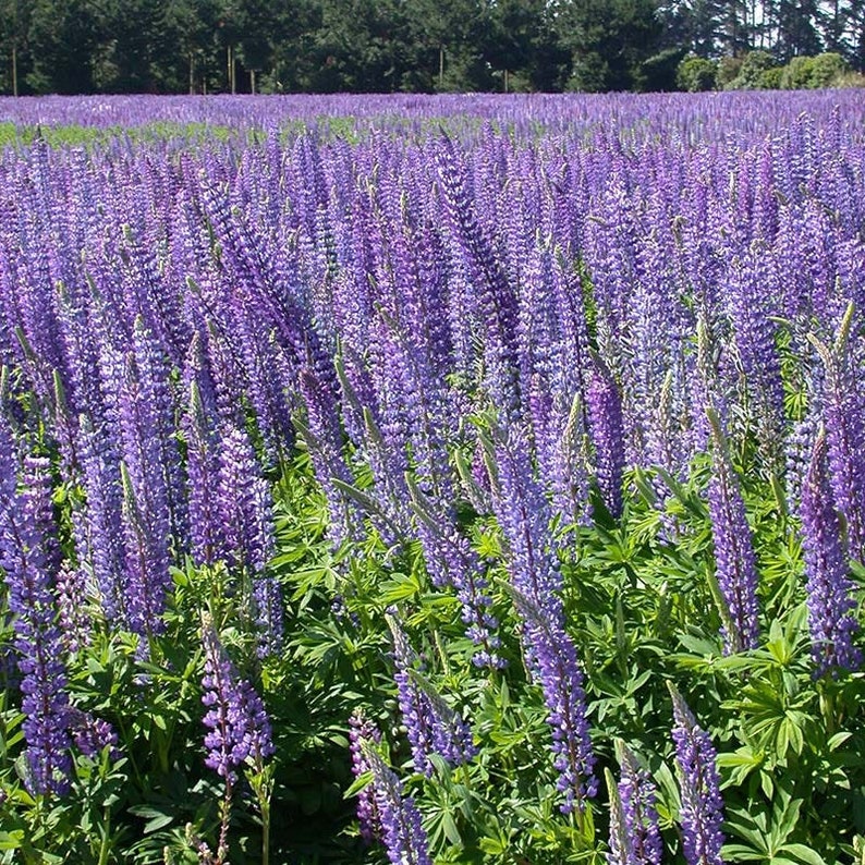 Wild Lupine Sundial Lupine Lupinus Perennis 50 Seeds - Etsy