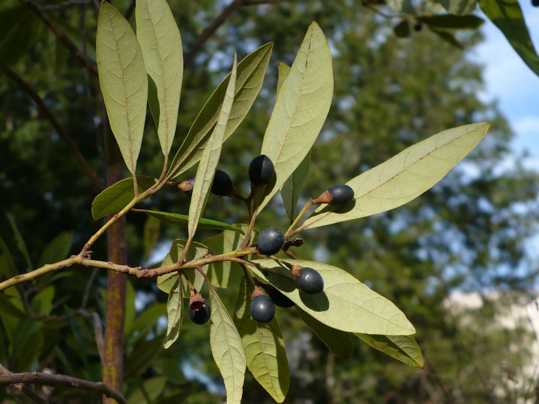 Swamp Bay Persea Palustris 10 Seeds USA Company - Etsy