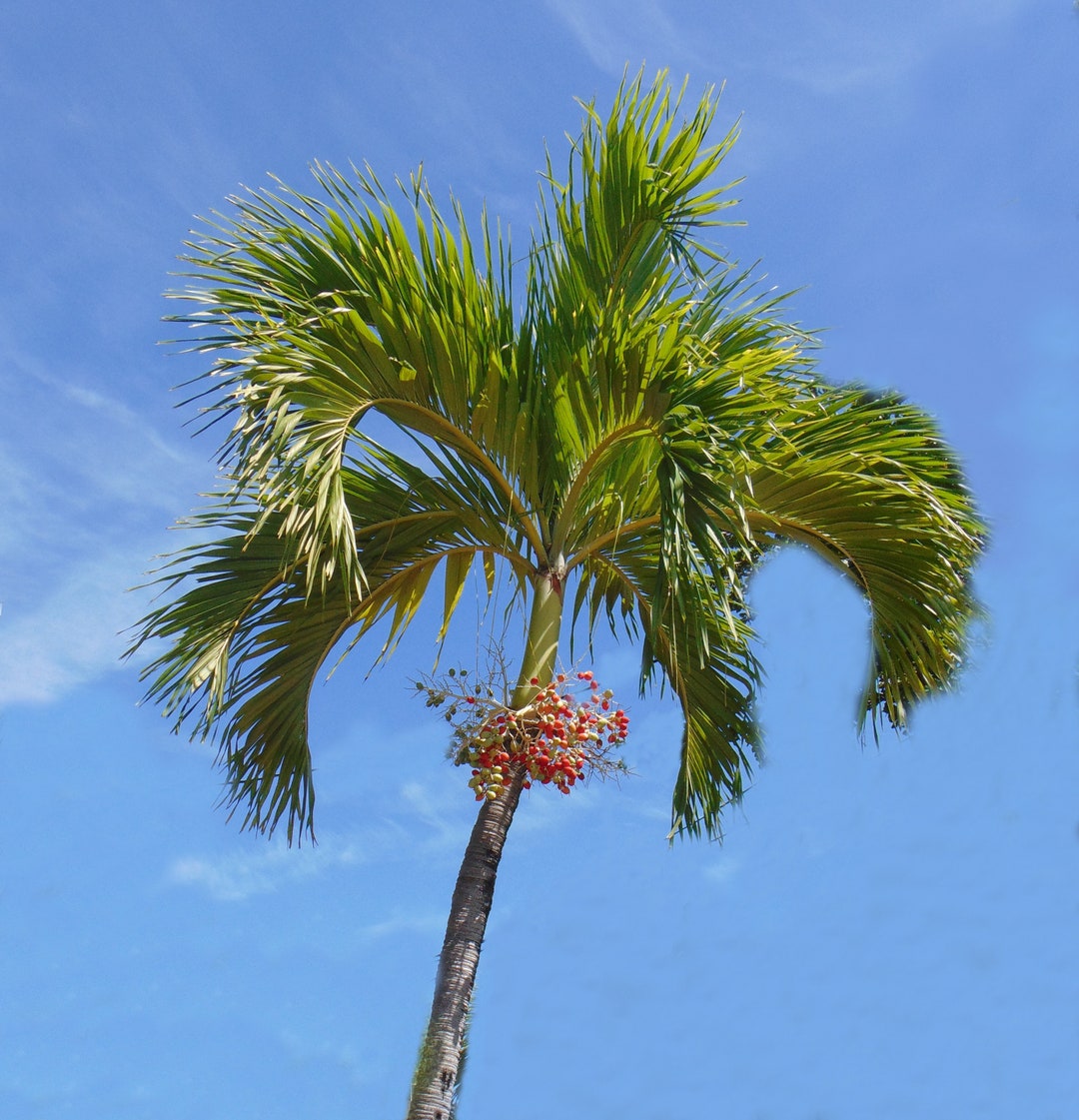 Christmas Palm Manila Palm Veitchia merrillii 10 Seeds USA Company ...