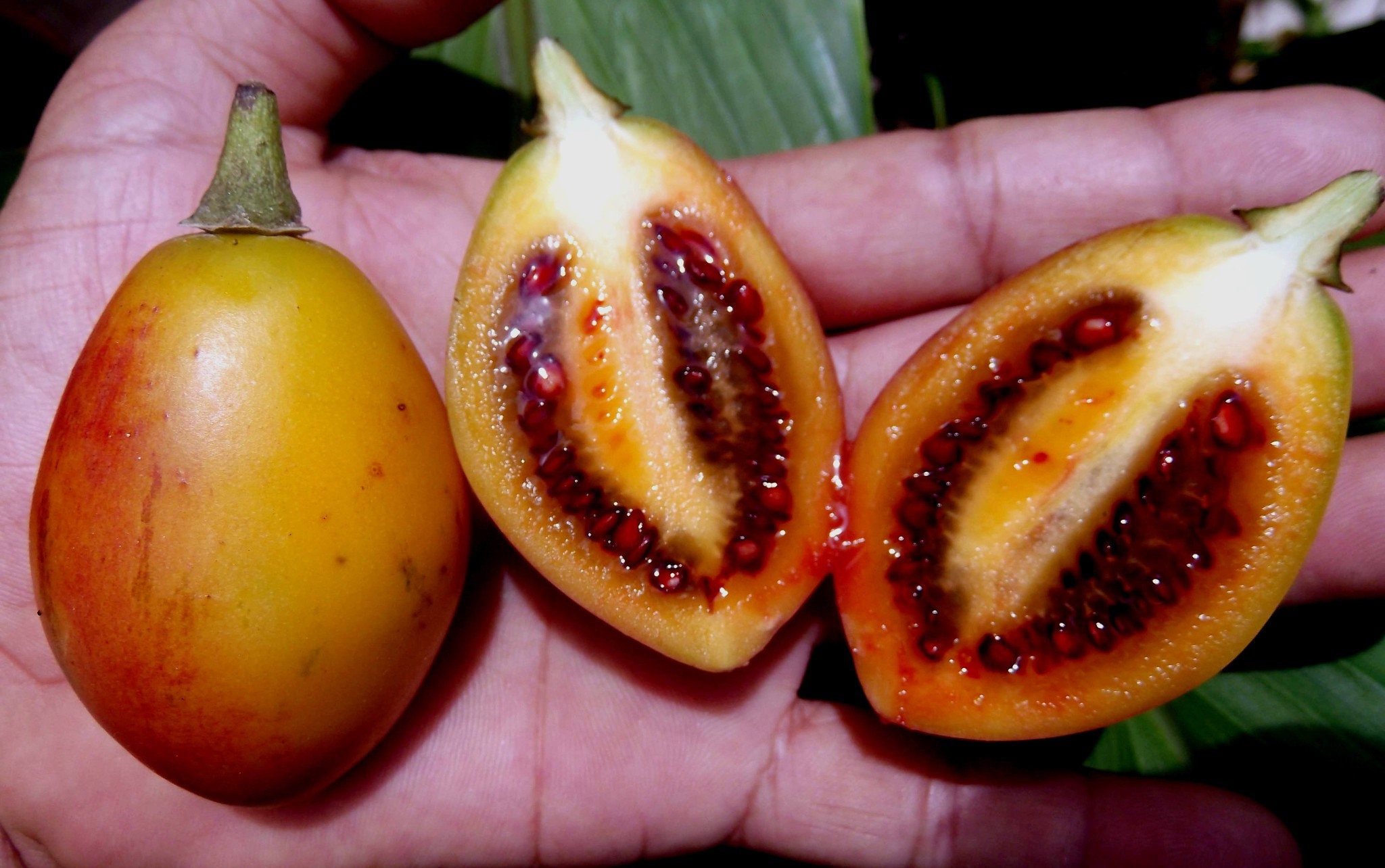 Seeds & Seed Bombs Outdoor & Gardening Cyphomandra betacea Tree Tomato ...