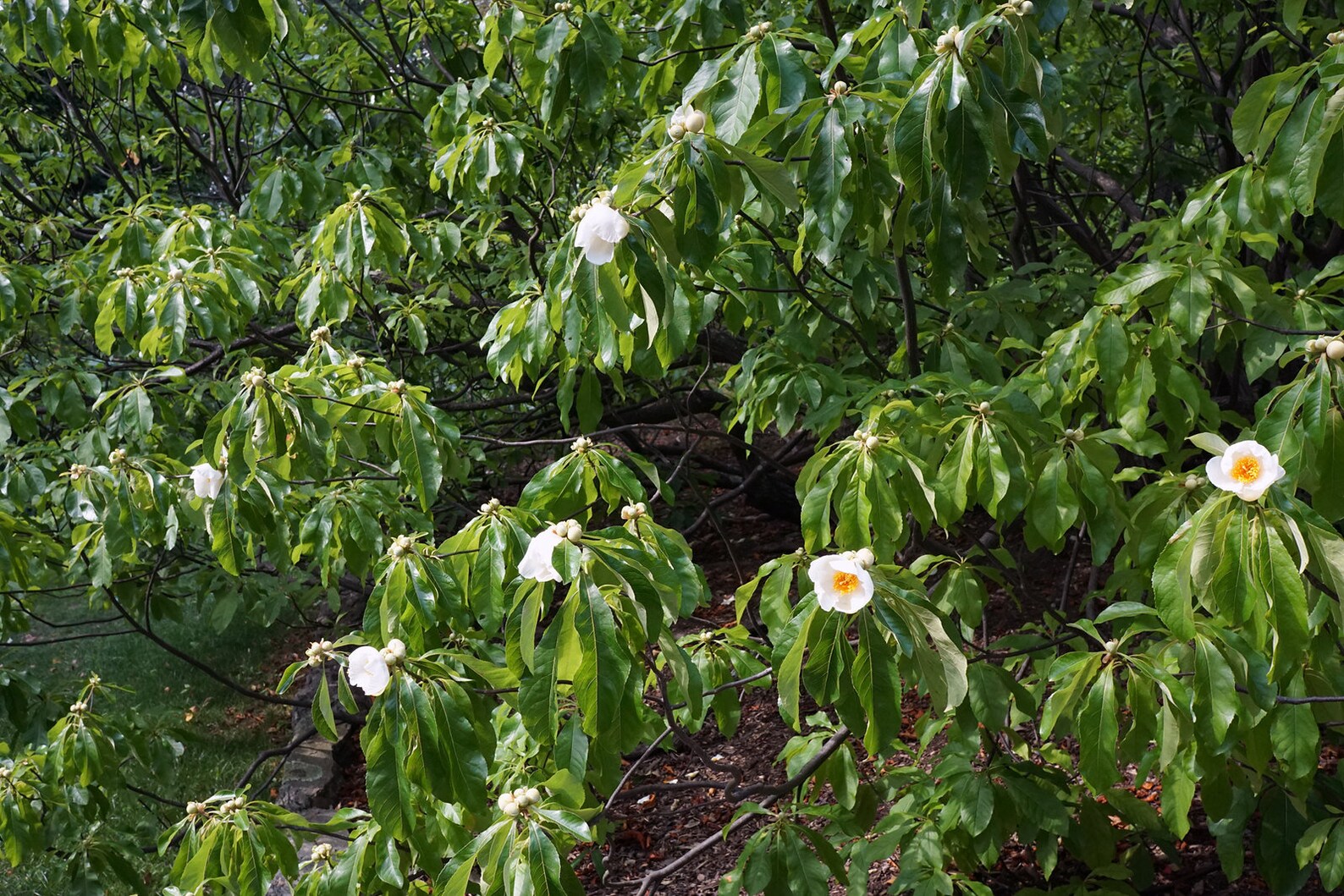 Franklin Tree Franklinia Alatamaha 10 Seeds - Etsy