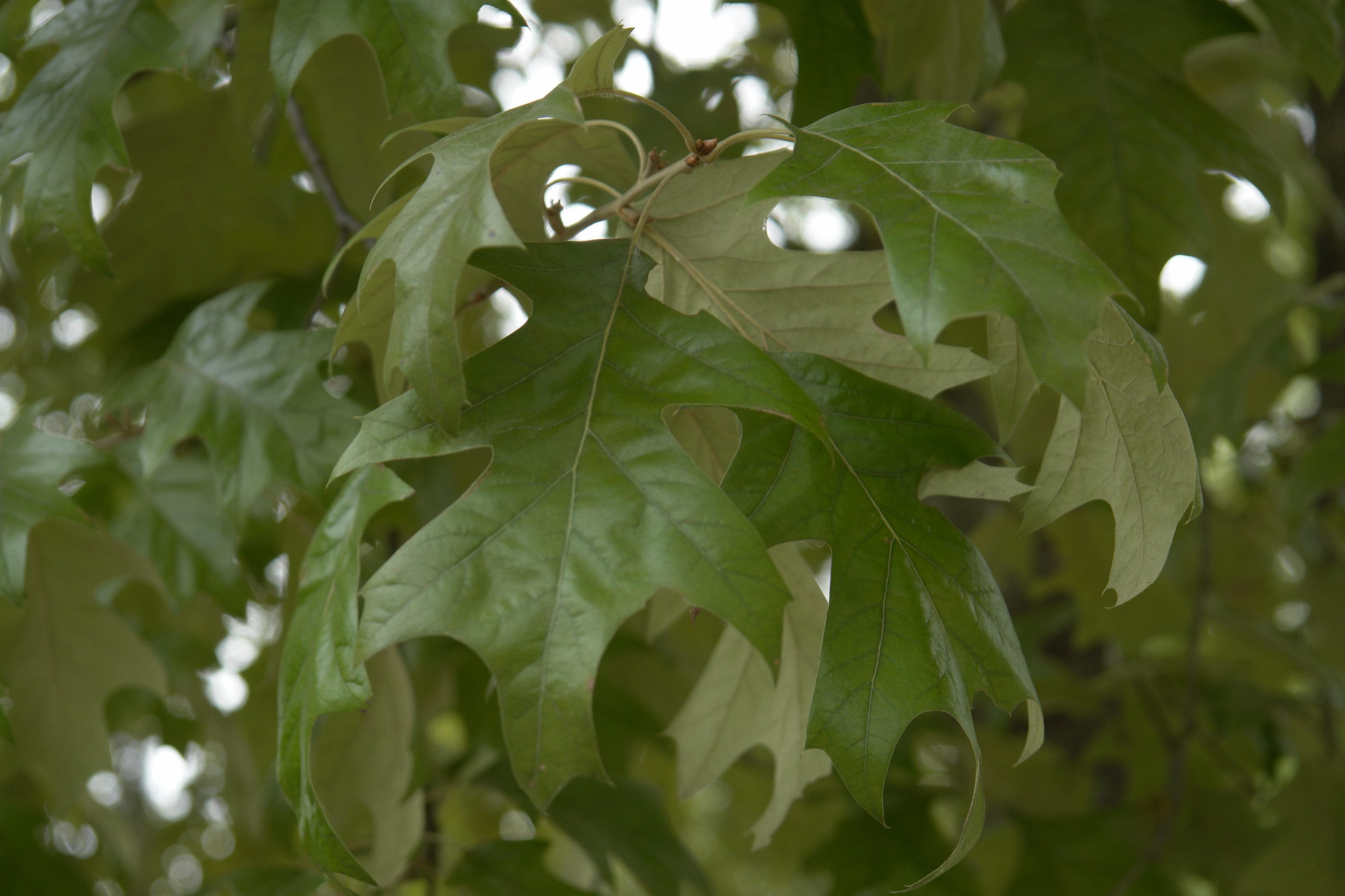 Quercus Pagoda