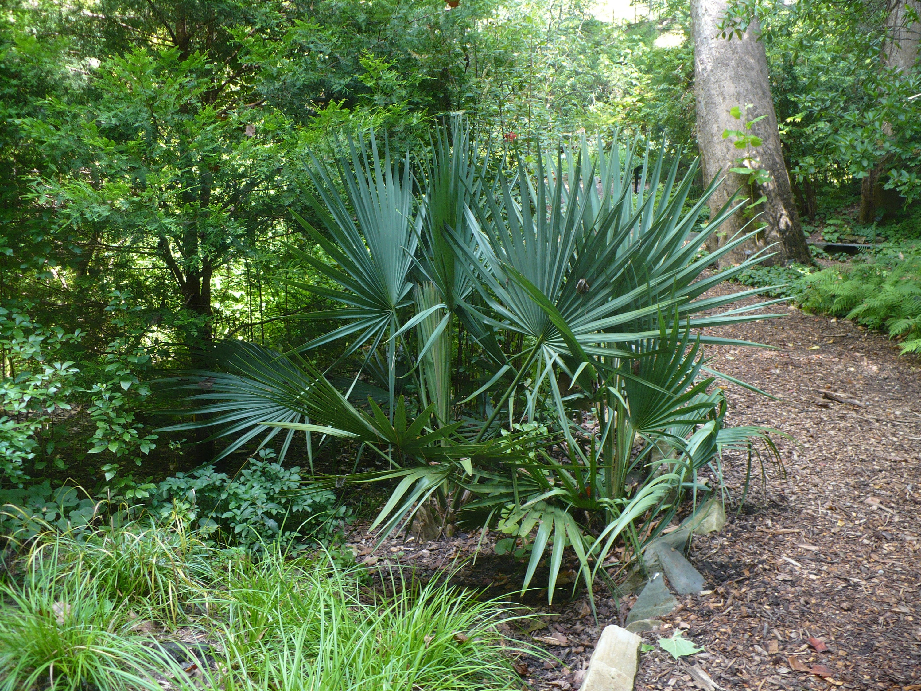 Dwarf Palmetto Sabal Minor 10 Seeds free US Shipping - Etsy New Zealand