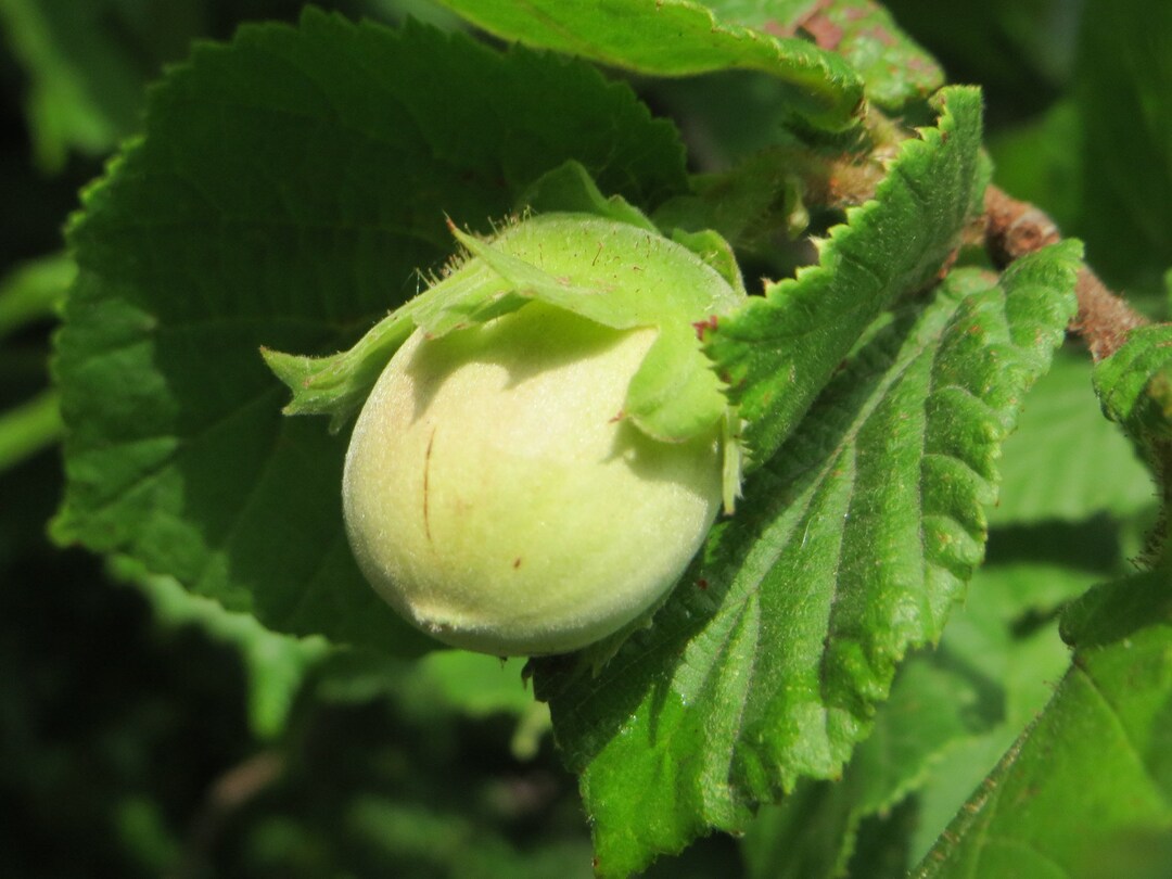European Hazelnut Corylus Avellana 5 Seeds - Etsy