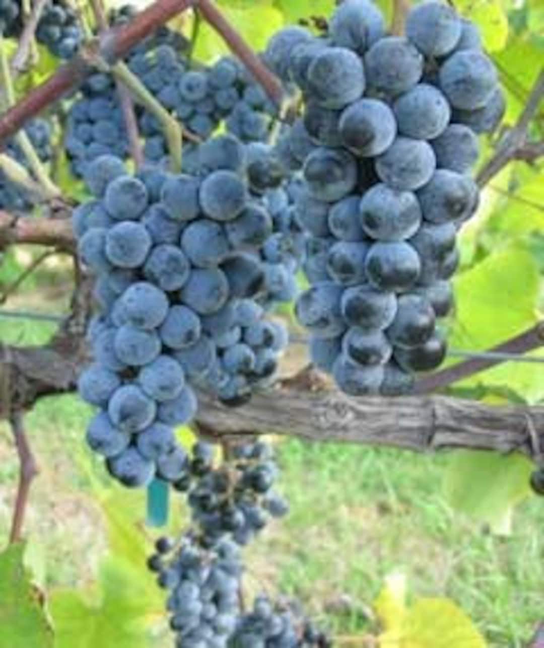Summer Grape Vitis Aestivalis 100 Seeds USA Company - Etsy