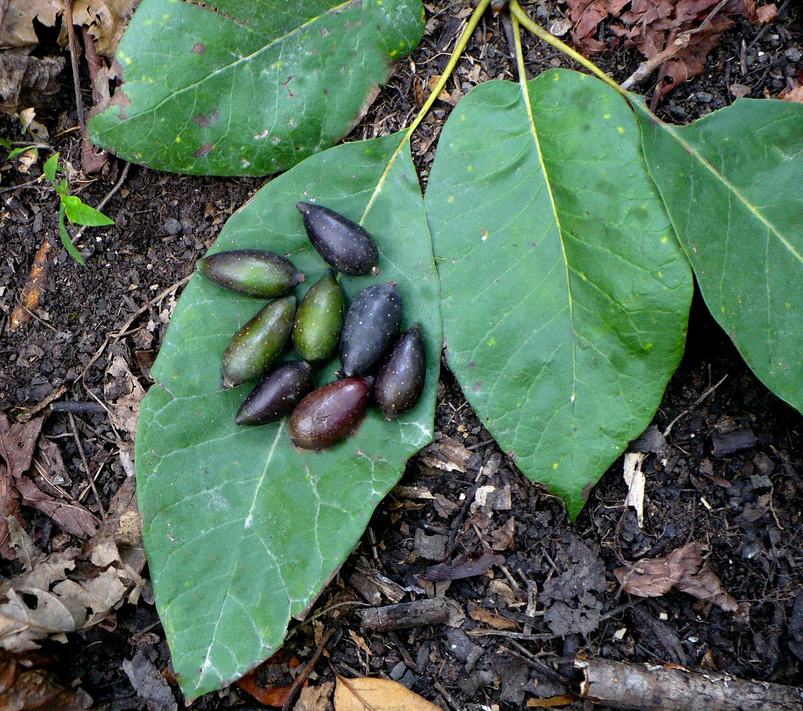 Water Tupelo Nyssa Aquatica Organic 10 Seeds free US - Etsy