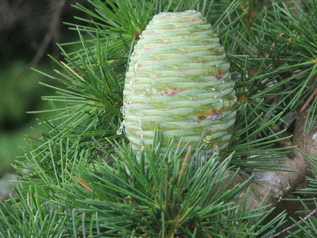 Deodar Cedar Cedrus Deodara 20 Seeds - Etsy