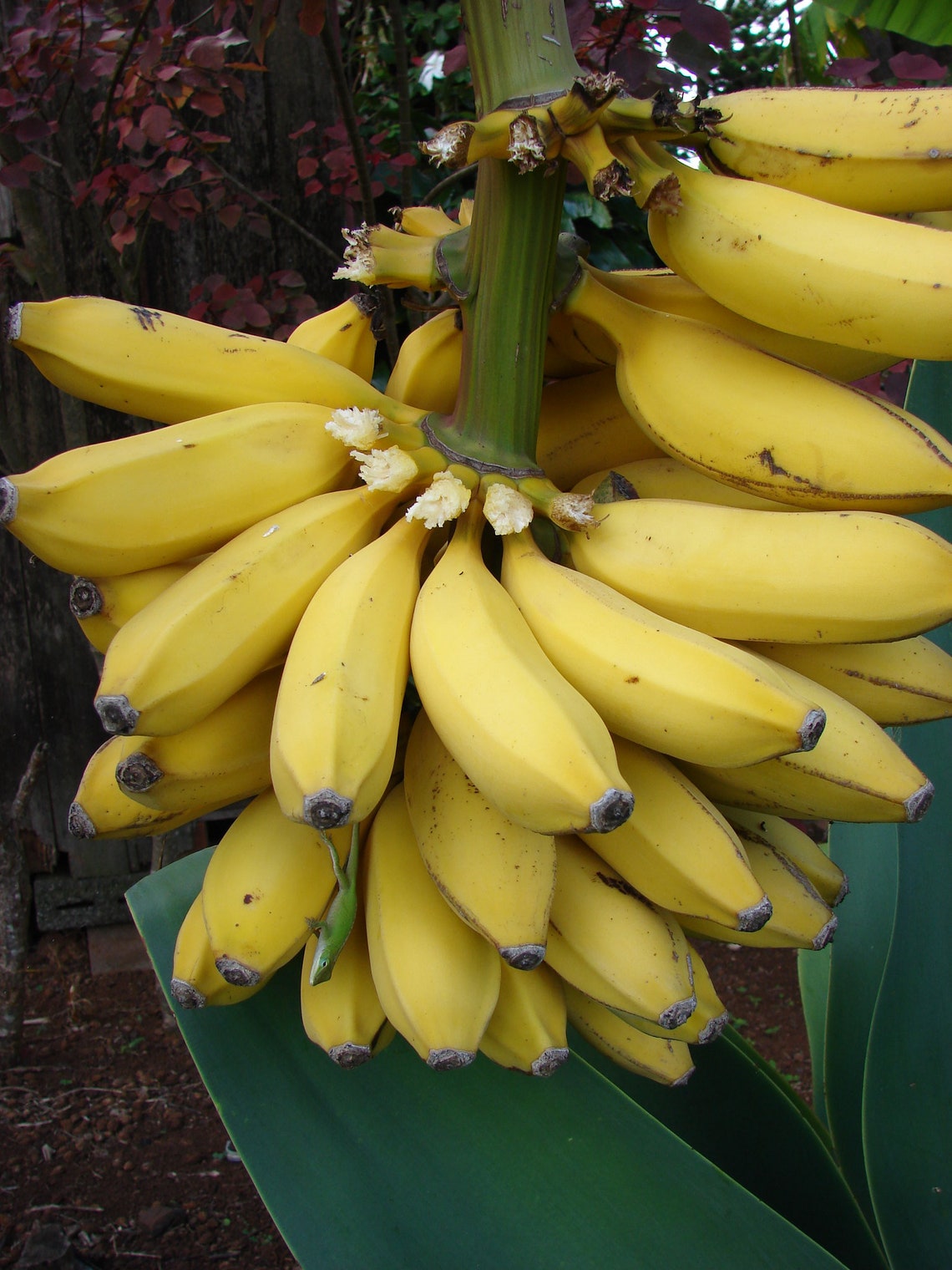 Wild Banana Musa Acuminata 20 Seeds - Etsy