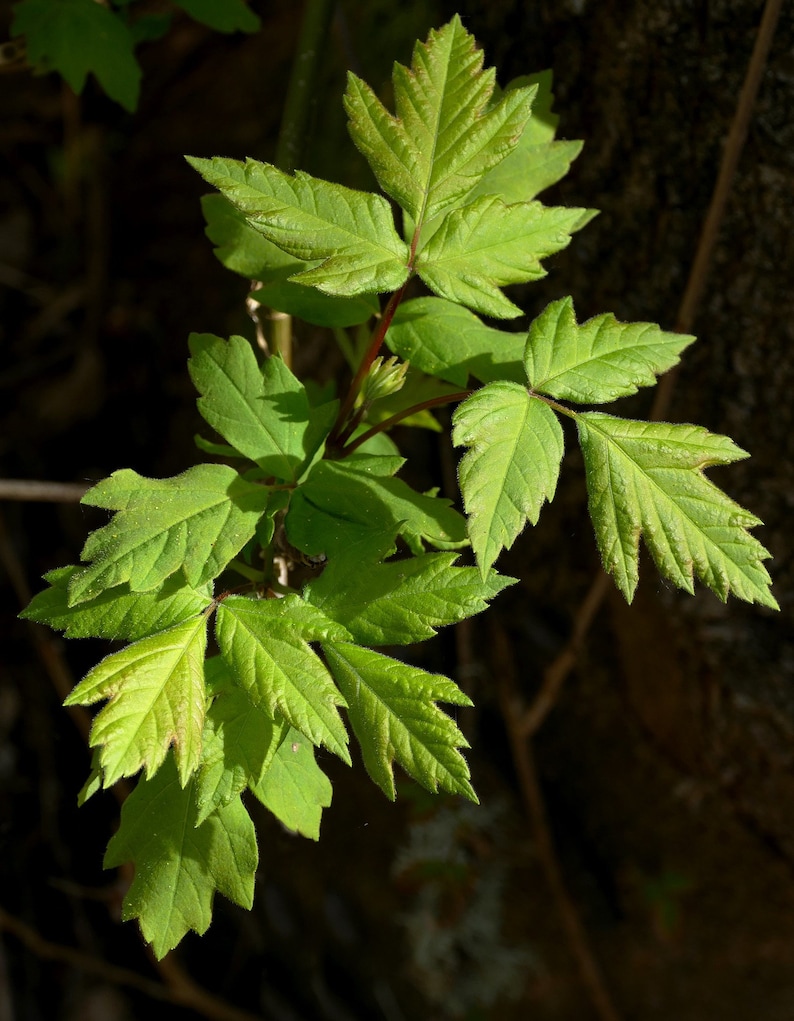 Boxelder Ash Leaf Maple Acer Negundo 10 Seeds free US | Etsy