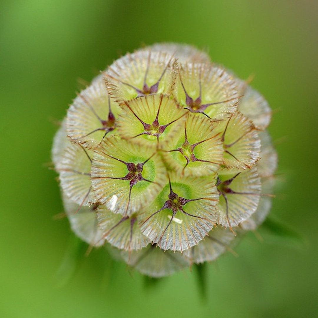 Starflower Pincushion Flower Scabiosa Stellata 500 Seeds - Etsy