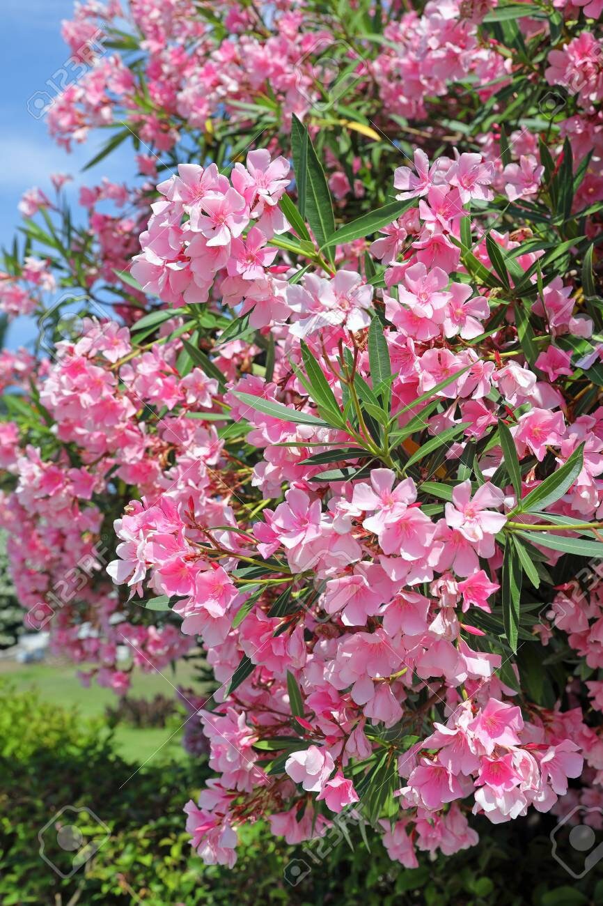 Light Pink Oleander Nerium Oleander 20 Seeds free US - Etsy Canada