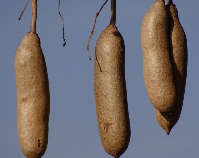 Sausage Tree Kigelia Pinnata 20 Seeds - Etsy