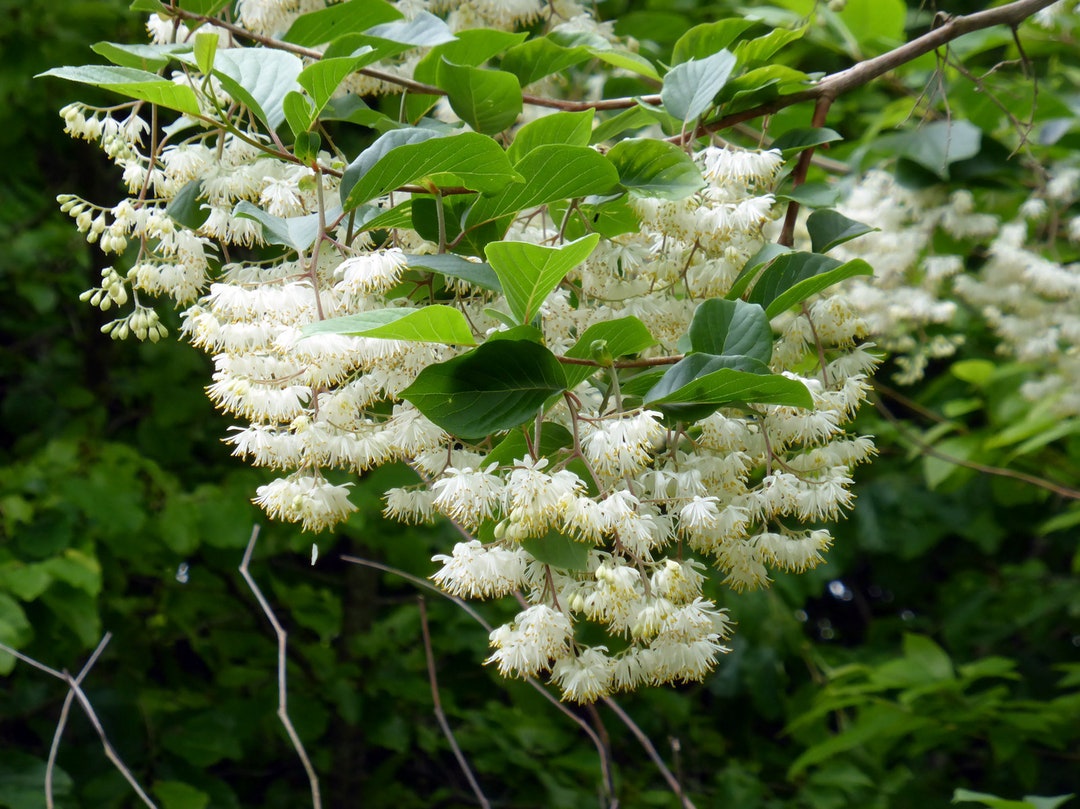 Epaulette Tree Pterostyrax Psilophyllus 100 Seeds - Etsy