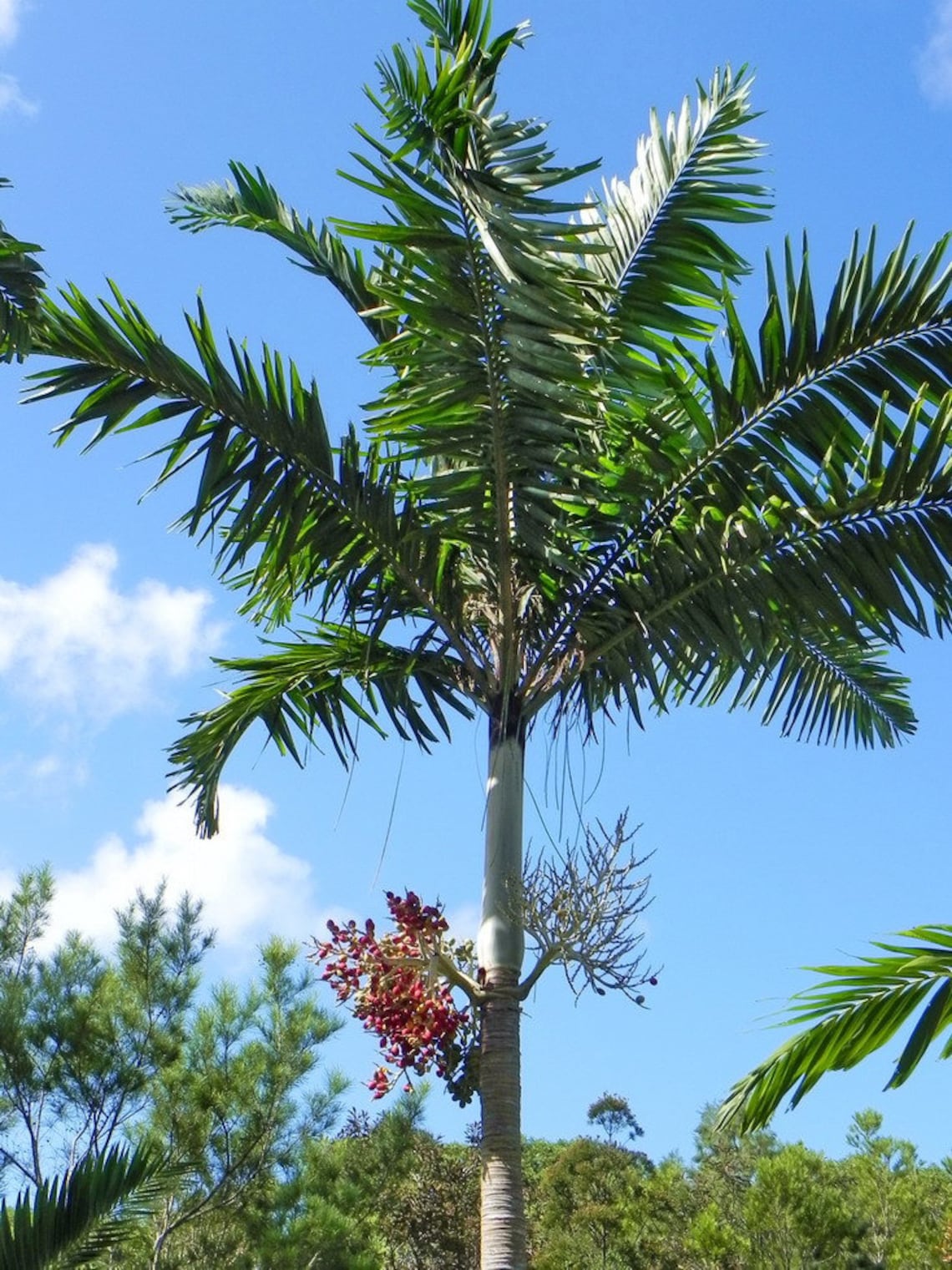 Montgomery Palm Veitchia arecina 10 Seeds Free US | Etsy