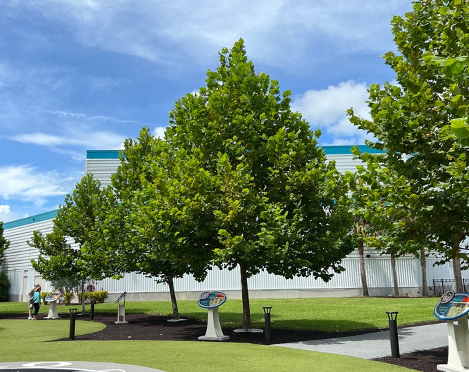 American Sycamore Moon Tree Platanus Occidentalis 10 Seeds - Etsy