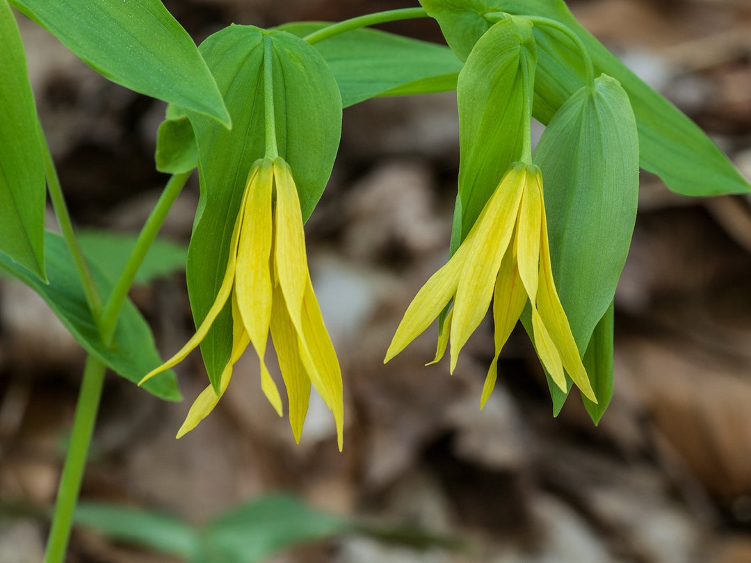 Bellwort Uvularia Grandiflora 20 Seeds USA Company - Etsy