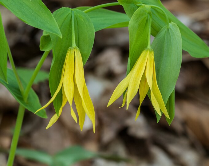Bellwort Uvularia Grandiflora 20 Seeds USA Company - Etsy