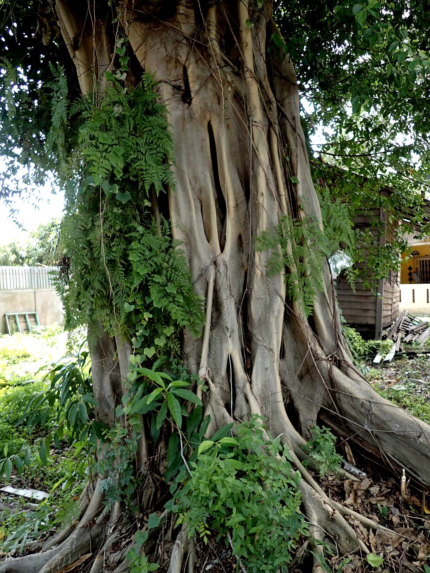Ficus religiosa Sacred Buddha Fig Tree 10 Seeds/Seed Bonsai Seeds Home ...