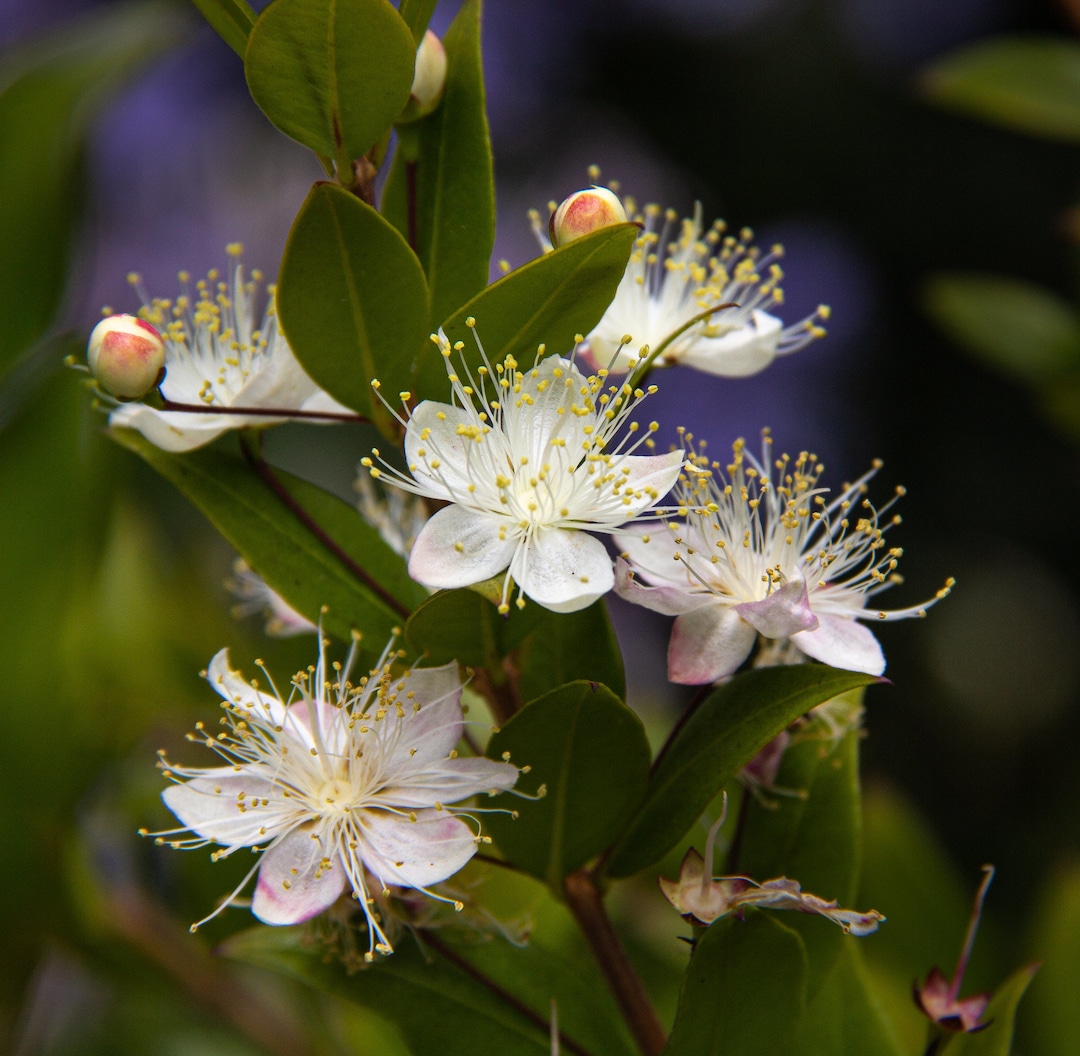 Common Myrtle Myrtus Communis 10 Seeds USA Company - Etsy