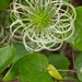 Netleaf Leather Flower Clematis Reticulata 20 Seeds - Etsy